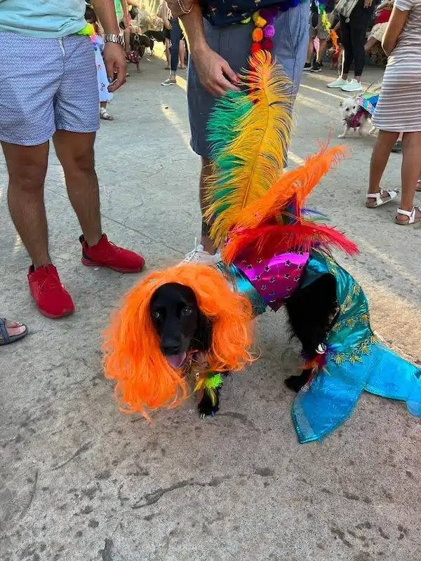 Vallarta Pride Pet Parade Sunset Dog Walk Returns for its 2nd Annual ...