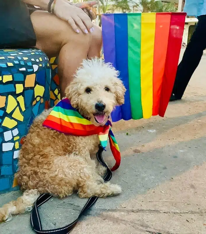 Vallarta Pride Pet Parade Sunset Dog Walk Returns for its 2nd Annual ...