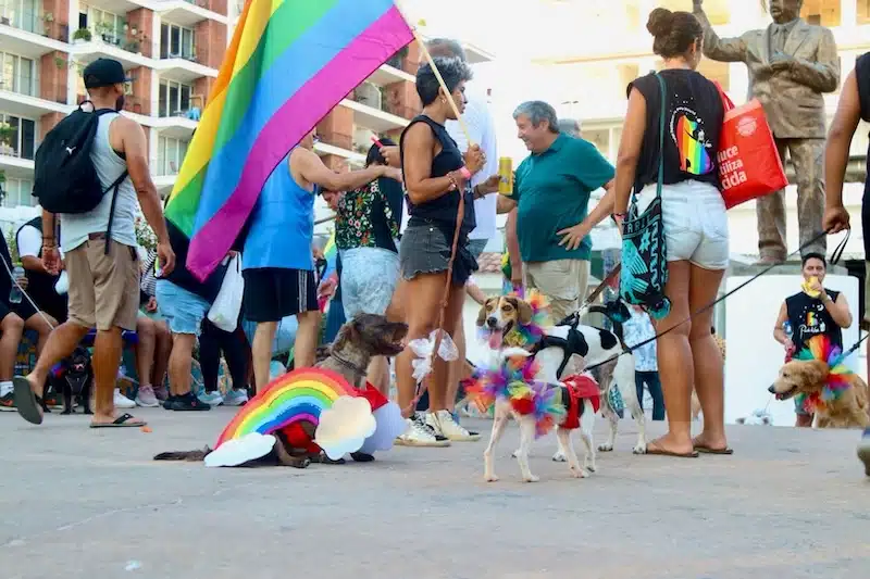 Pride Pups Strut Their Stuff at Puerto Vallarta Pride Sunset Dog Walk ... Pride Pups Strut Their Stuff at Puerto Vallarta Pride Sunset Dog Walk ...