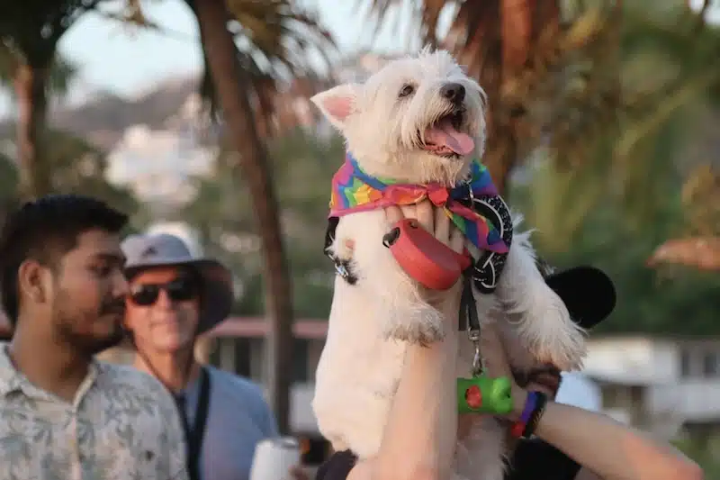 Pride Pups Strut Their Stuff at Puerto Vallarta Pride Sunset Dog Walk ... Pride Pups Strut Their Stuff at Puerto Vallarta Pride Sunset Dog Walk ...